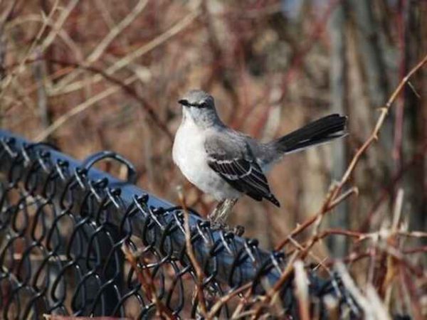 Tennessee State Bird: The Enigmatic Northern Mockingbird!