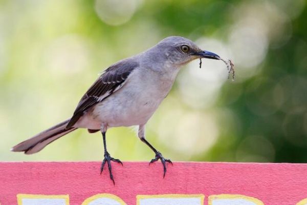 The Mississippi State Bird: The Northern Mockingbird!