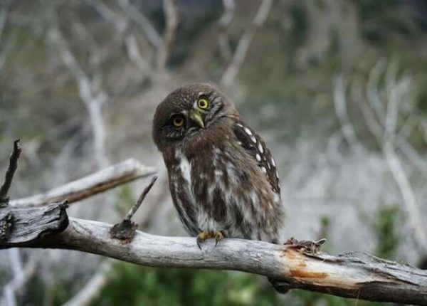 Why Do Owls Hoot: Understanding Their Secret Language!