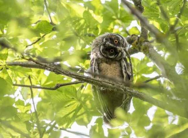Why do Owls Screech: The Fascinating Mystery Unveiled!