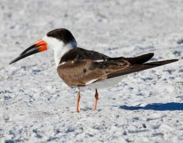 7 Fascinating Birds with Flat Beaks: An Illustrated Guide