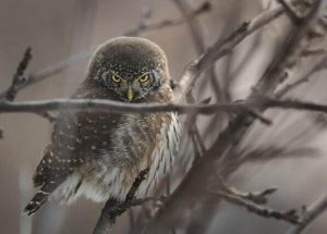How Owls Hunt with Precision: Owl Hunting 101