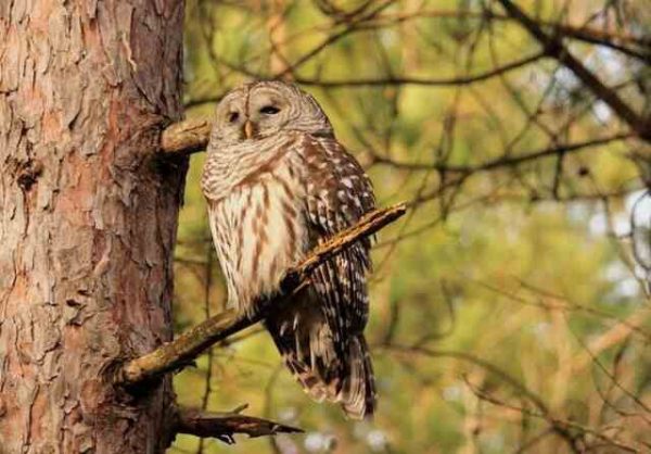 When Do Owls Mate? A Complete Guide to Owl Reproduction!
