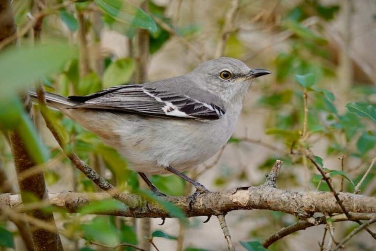 Texas State Bird: The Amazing Northern Mockingbird Story!