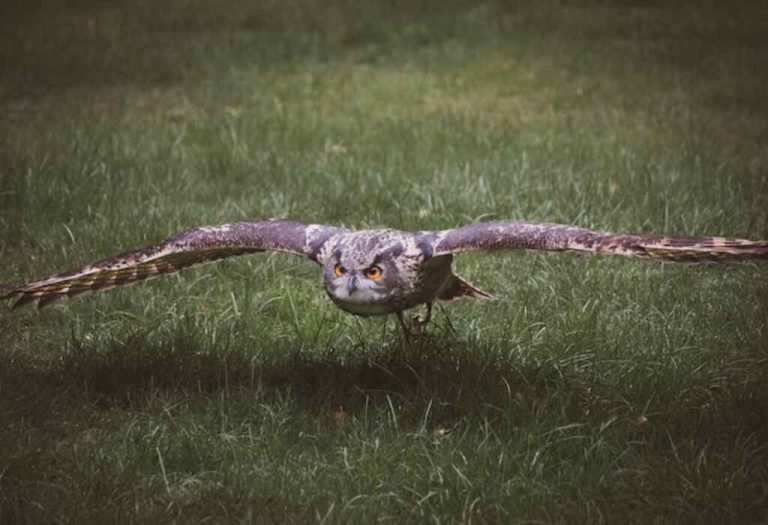 What Does It Mean When Birds Fly Low? The Truth!