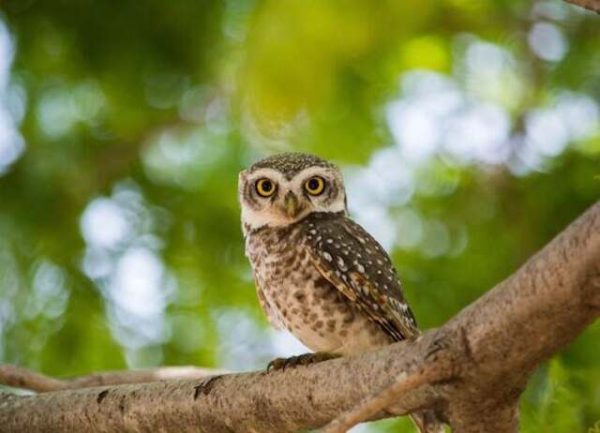 Do Owls Have Teeth? The Surprising Truth You Need to Know