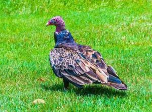 Types of Vultures in Texas: A Guide to Local Species!