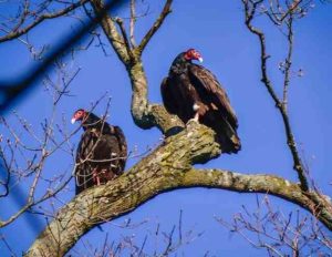 Types of Vultures in Texas: A Guide to Local Species!