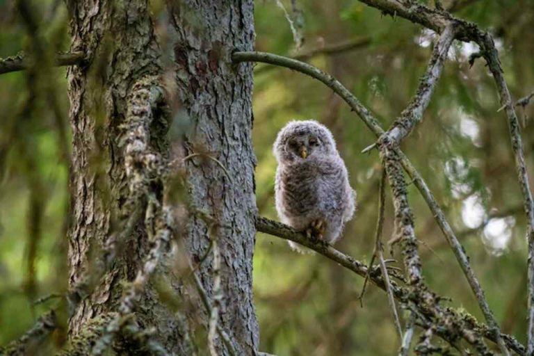 How Do Owls Sleep? Uncovering Their Nocturnal Habits!