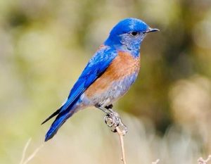 30 Mesmerizing Blue Colored Birds: A Visual Feast!