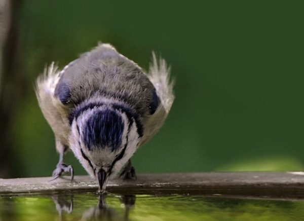 When Do Birds Start Drinking Water? Avian Hydration Needs!