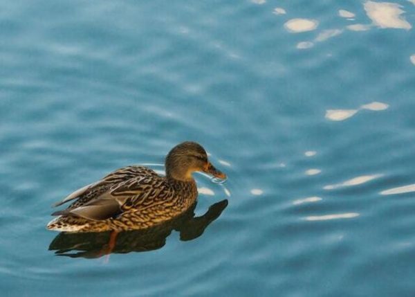 How Long Do Ducks Live? Exploring Duck Lifespans!