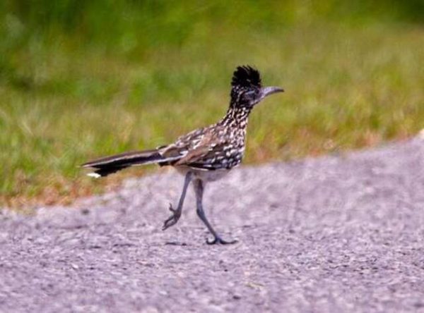 Why Do Some Birds Hop And Others Walk? Explained in Full!