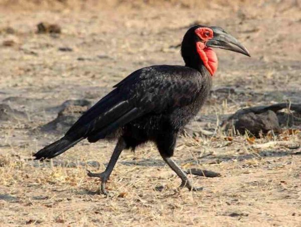 What Do Tropical Birds Eat? Discover Their Diverse Diets!