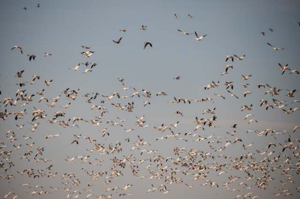 What Birds Migrate South For The Winter? Revealed!