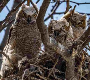 When Do Owls Have Babies? The Journey from Egg to Owlet!
