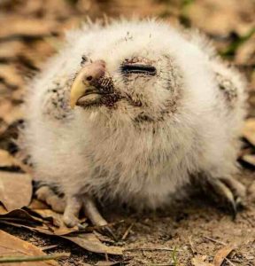 When Do Owls Have Babies? The Journey from Egg to Owlet!