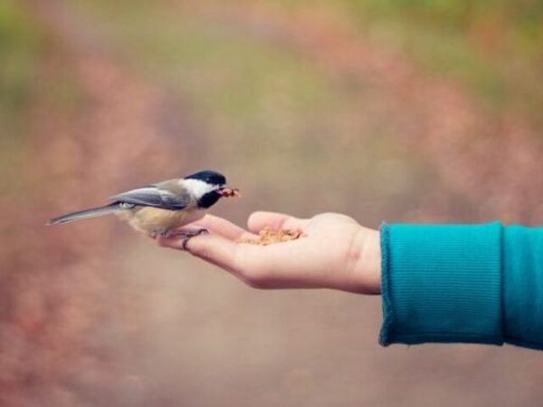 Do Birds Bond with Humans? Revealing the Connections!