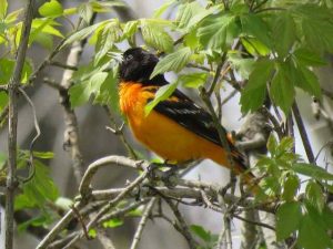 How To Make Baltimore Oriole Food: Easy Recipes and Tips!