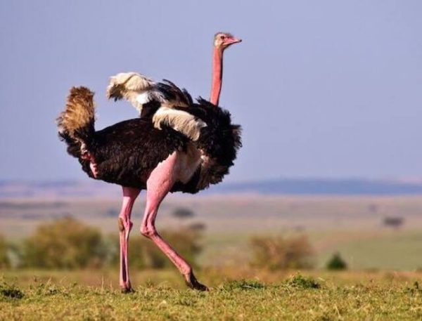 Why Do Some Birds Hop And Others Walk? Explained in Full!