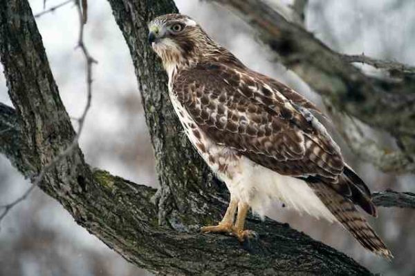 Do Hawks Hunt At Night? Discover the Surprising Truth!