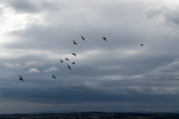 Where Do Birds Go to Stay Safe During Windy Weather?