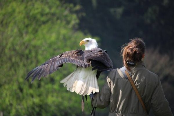 Do Birds Bond with Humans? Revealing the Connections!