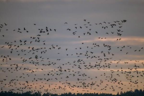 Why Do Birds Migrate At Night? Discover the Mystery!