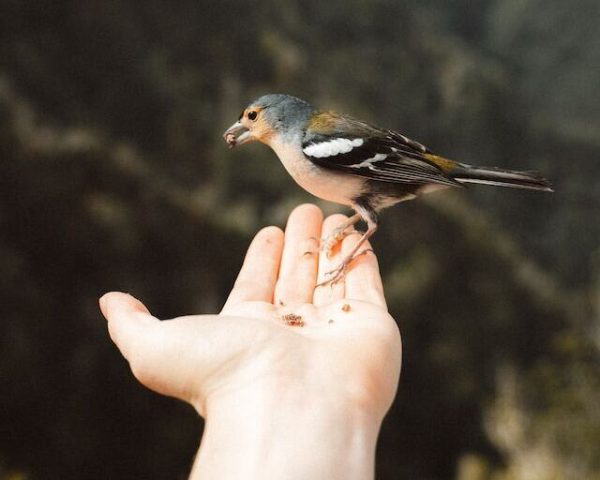 Do Birds Bond with Humans? Revealing the Connections!