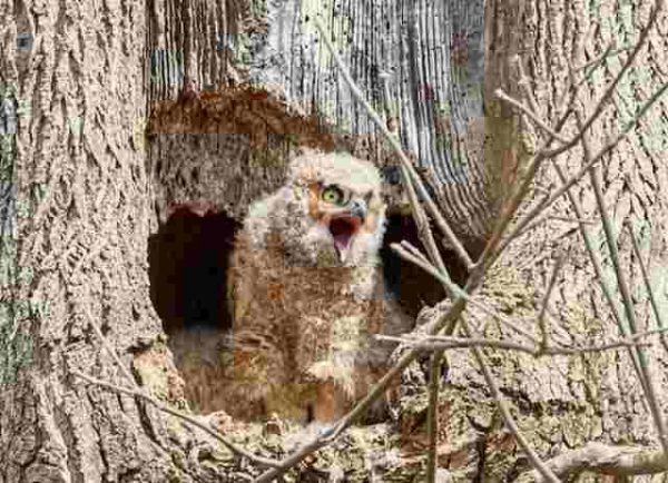 Do Owls Lay Eggs? Everything From Nesting to Hatching!