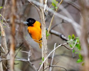What Does A Baltimore Oriole Nest Look Like?