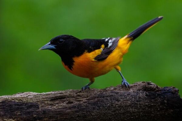 How To Make Baltimore Oriole Food: Easy Recipes and Tips!