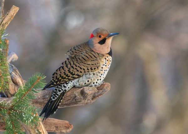 Alabama State Bird: The Beautiful Northern Flicker