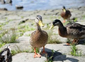 Why Do Ducks Quack? Exploring Their Amazing Vocalizations