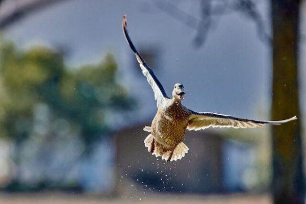 Do Ducks Migrate? Everything You Need To Know!