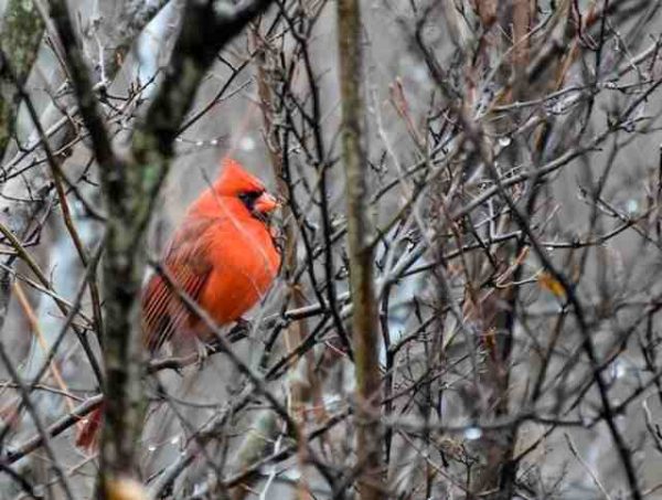 North Carolina State Bird: The Amazing Northern Cardinal!
