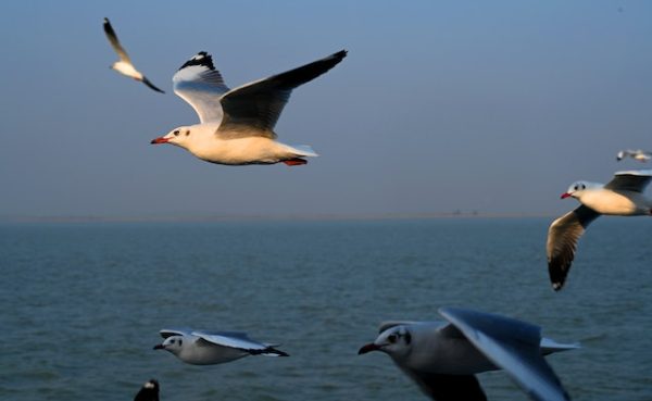 How Do Birds Know Where To Migrate? Unveiling Navigation!
