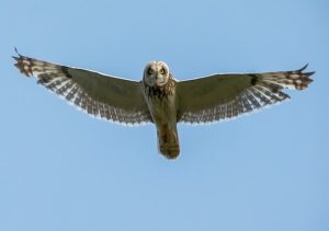How Do Owls Fly Silently? The Science of Silent Soaring!