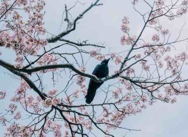Bird-Free Cherry Trees: Effective Protection Tips!