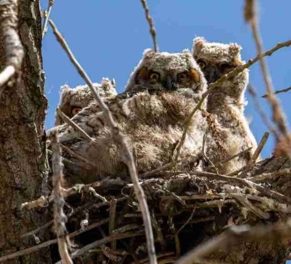 When Do Owls Have Babies? The Journey from Egg to Owlet!