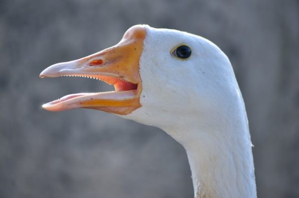 Do Geese Have Teeth? Unraveling the Mystery!