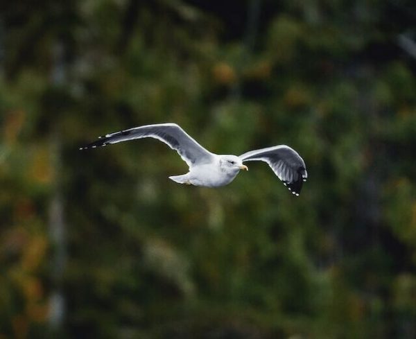 Where Do Birds Go to Stay Safe During Windy Weather?