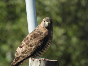 Which Hawks Migrate? Tracing the Travels of Avian Nomads!