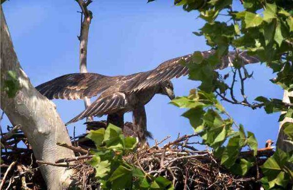 How Do Eagles Fertilize Their Eggs? The Inside Story!