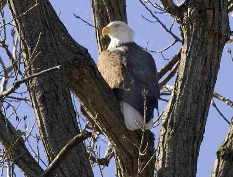 How Do Eagles Digest Bones? The Jaw-Dropping Truth!