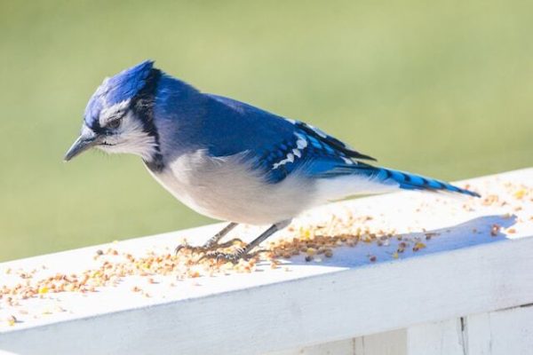 How to Identify a Blue Jay? Easy Identification Tips!