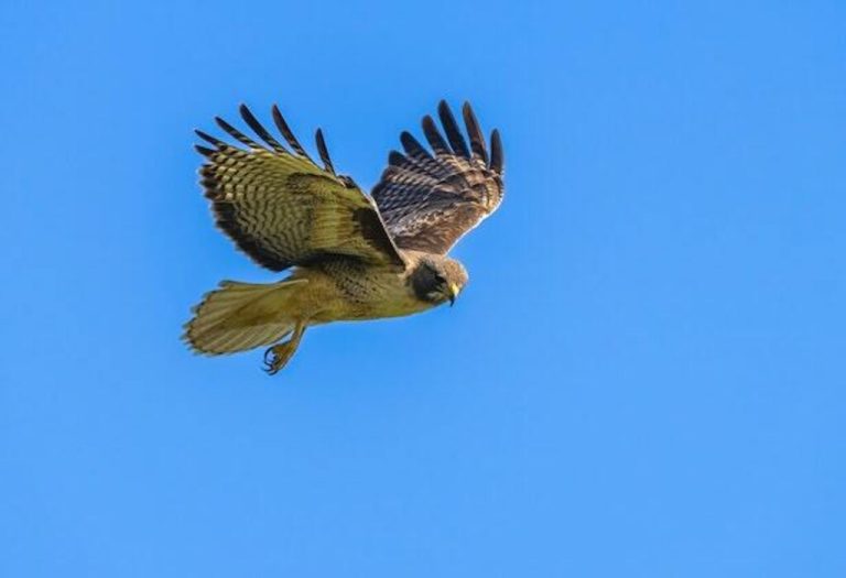 Do Hawks Eat Doves? Exploring Nature's Predatory Dance!