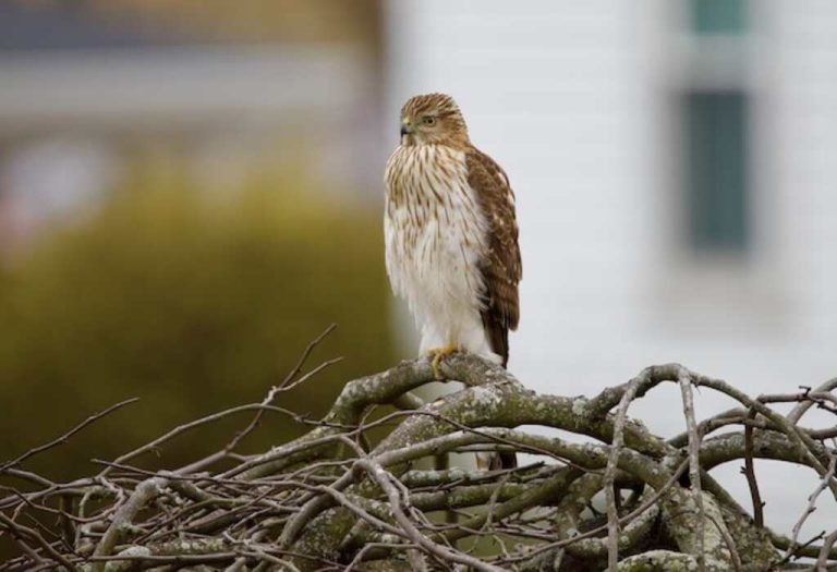 Do Hawks Eat Hummingbirds? The Surprising Revelation!