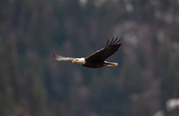Which Eagle Is The Fastest? Soar to Thrilling Discoveries