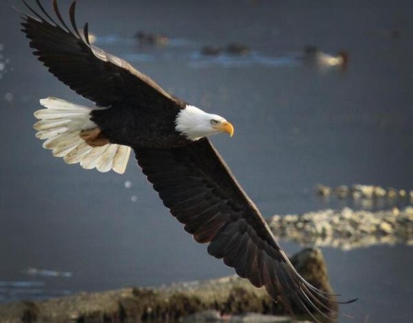 How Do Eagles Breathe? Discover the Fascinating Process!
